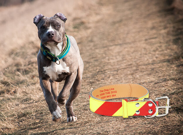 Electronic Collars - Multipurpose E-Collar Australia Wide Delivered